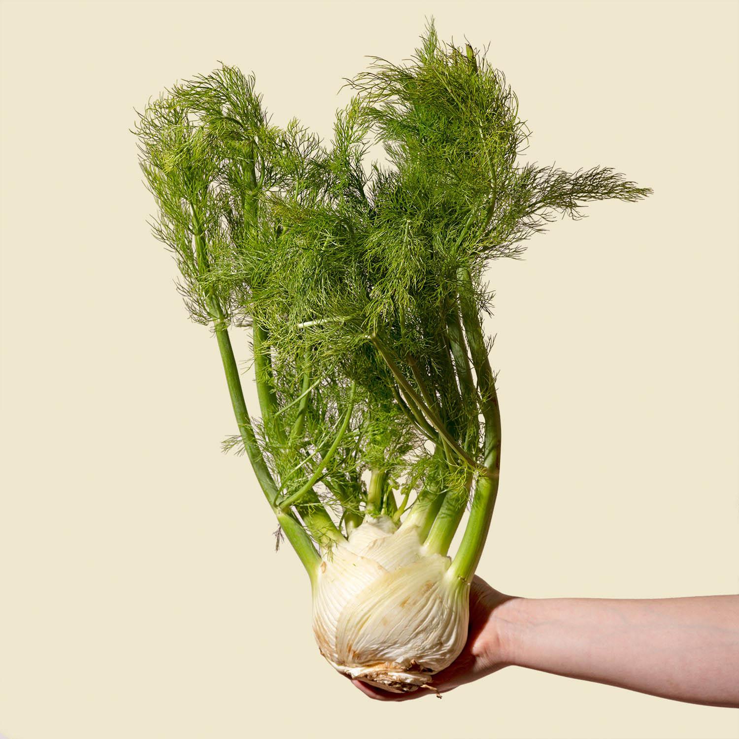 Organic Fennel