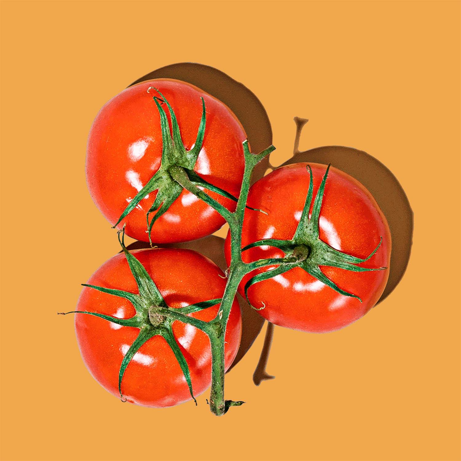 Organic Campari Tomatoes, 12 Oz