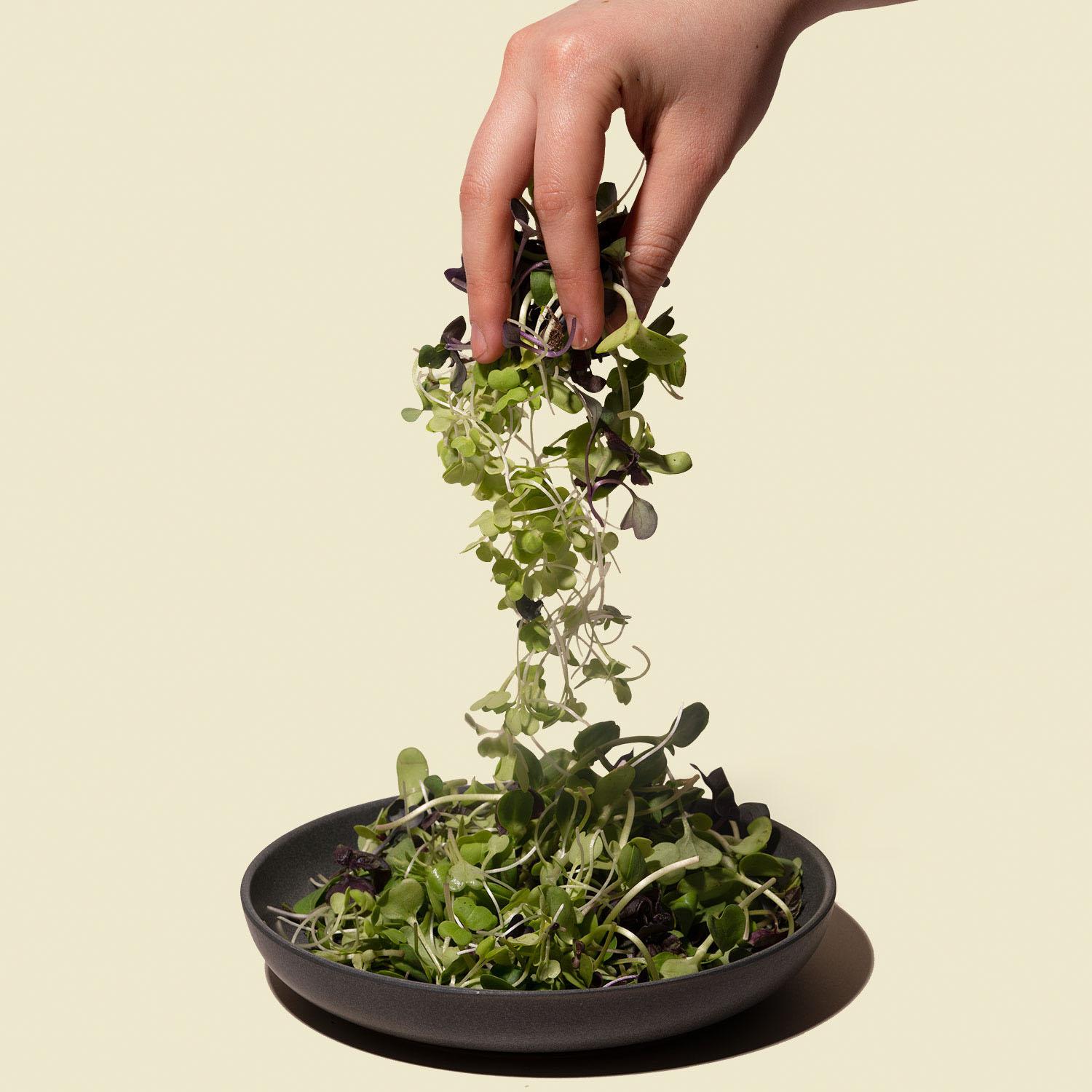 Micro Greens Sampler, 1 Oz