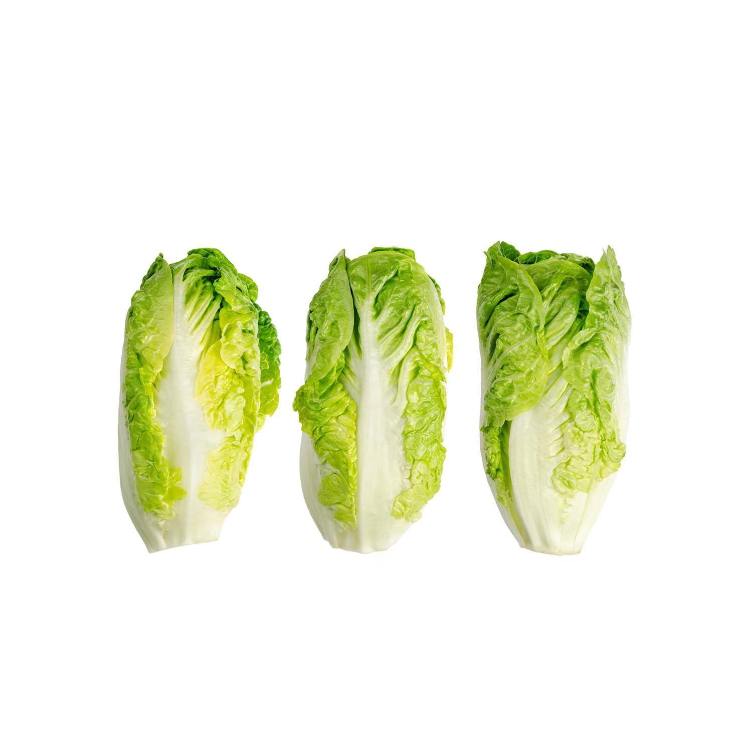 Organic Baby Romaine Lettuce