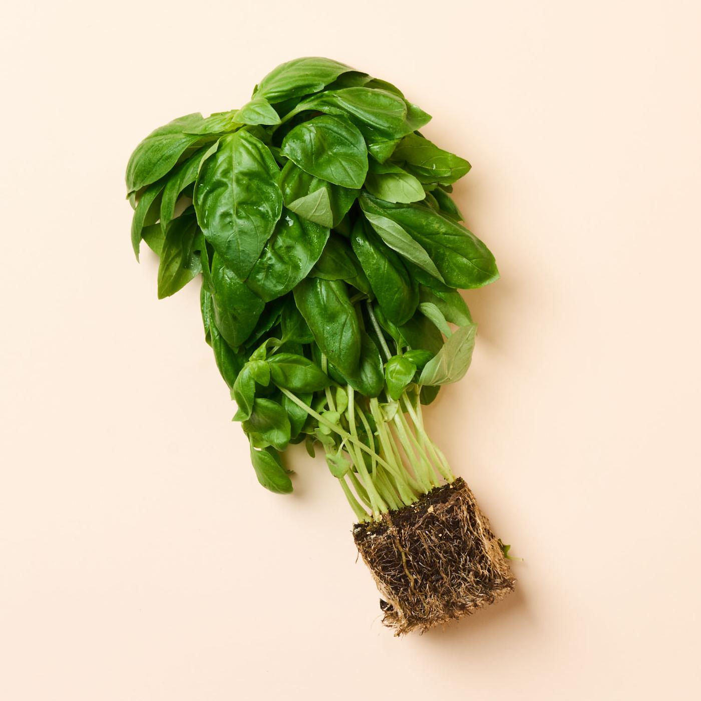 Organic Living Basil