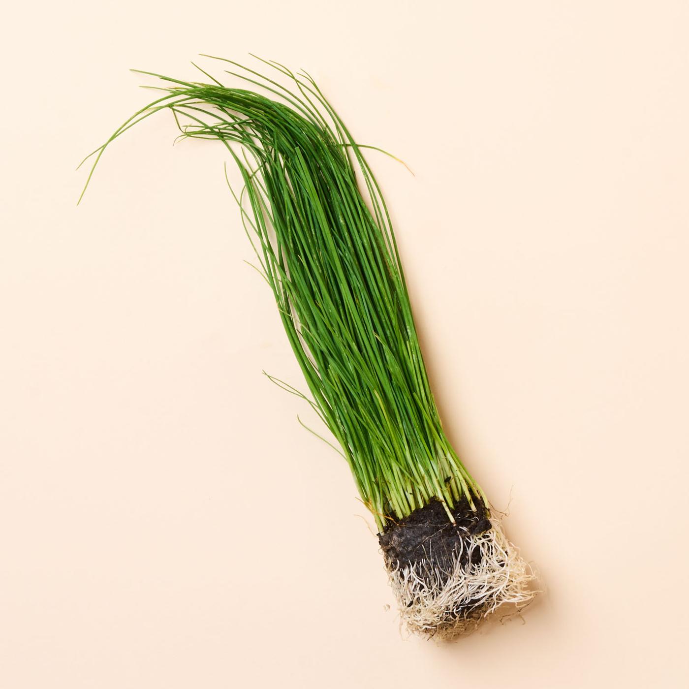 Organic Living Chives